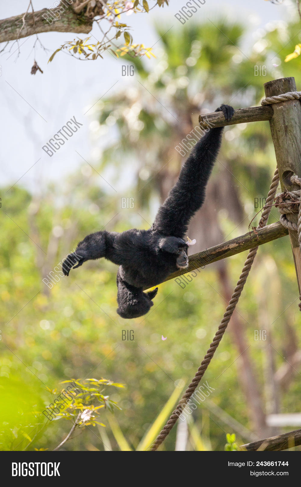 Siamang Gibbon Image & Photo (Free Trial) | Bigstock
