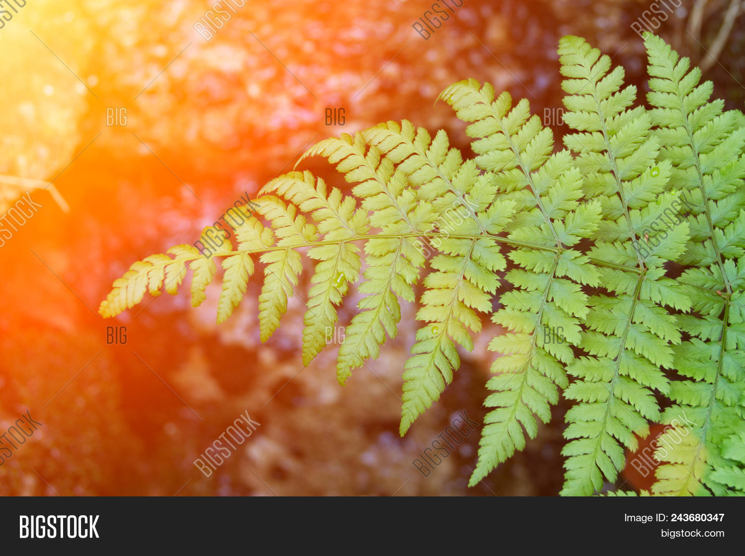 Beautiful Fern Leaves Image & Photo (Free Trial) | Bigstock