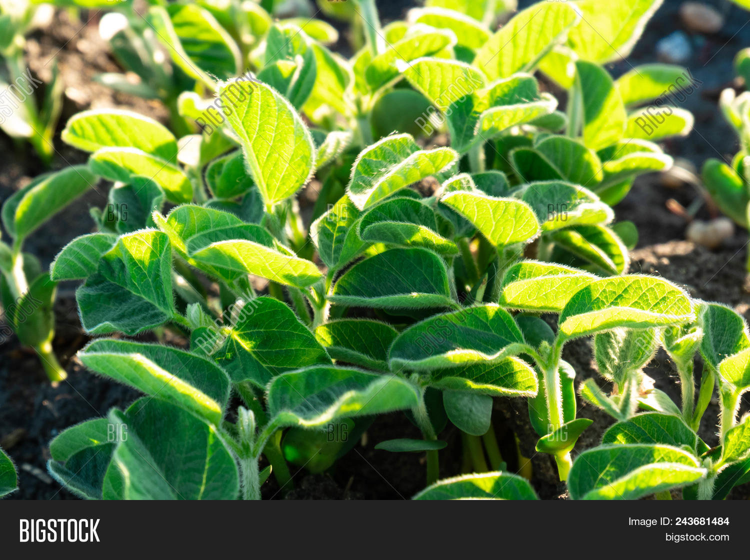Soybean Flowers On Soy Image & Photo (Free Trial) | Bigstock