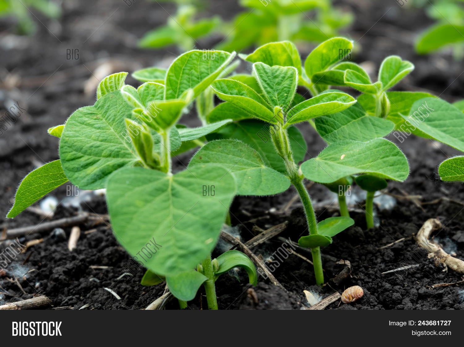 Imagen y foto Soybean Flowers On (prueba gratis) | Bigstock