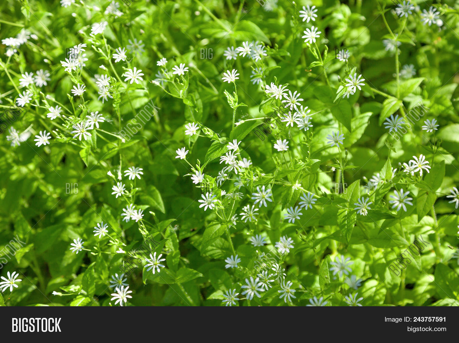 Stellaria Holostea Image & Photo (Free Trial) | Bigstock