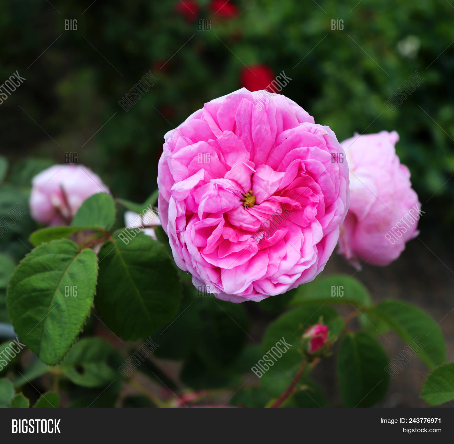 Famous Pink Rosa Image & Photo (Free Trial) | Bigstock