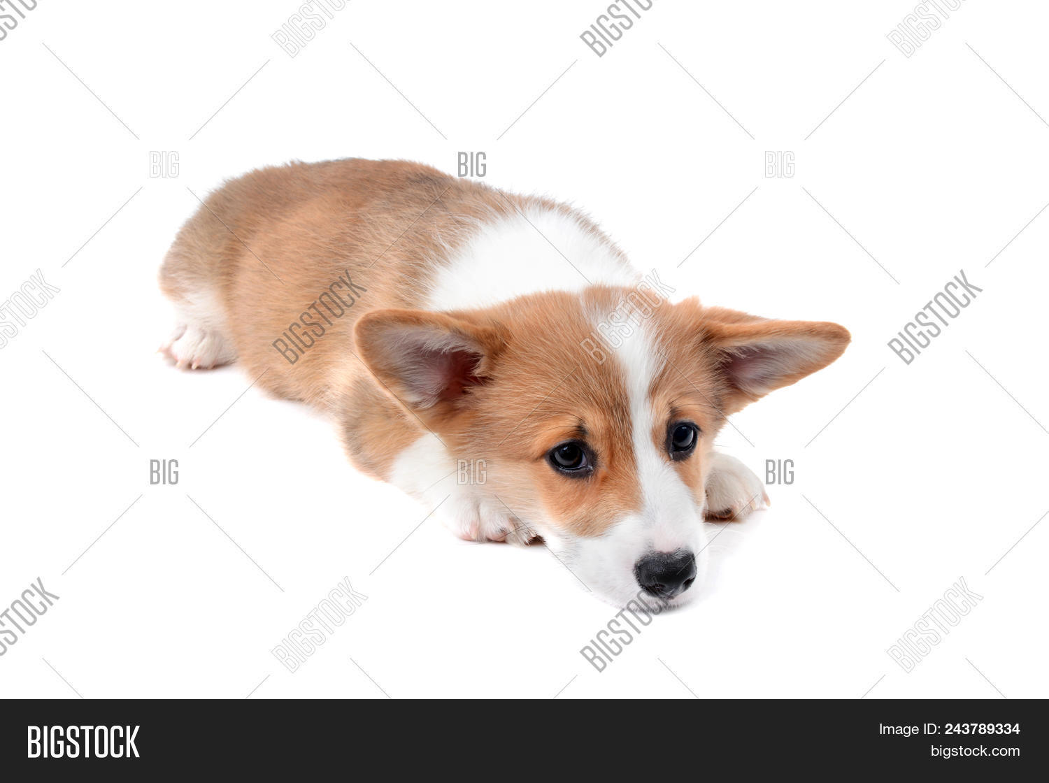 Dog Tired Corgi Puppy Image & Photo (Free Trial) | Bigstock
