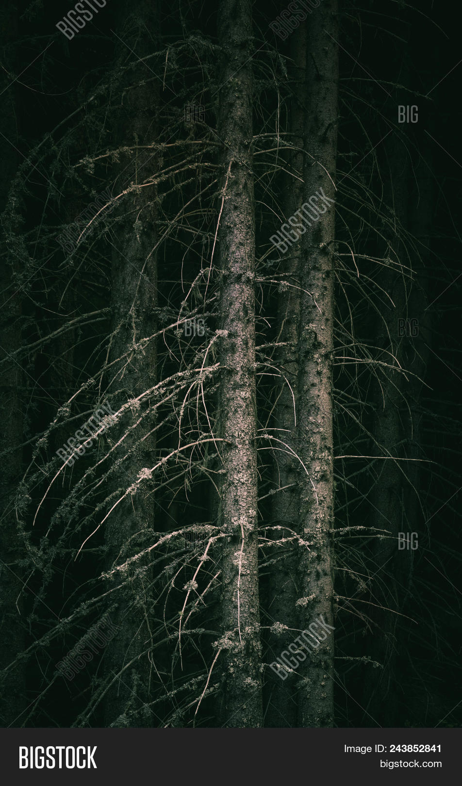 Creepy Trees At Night