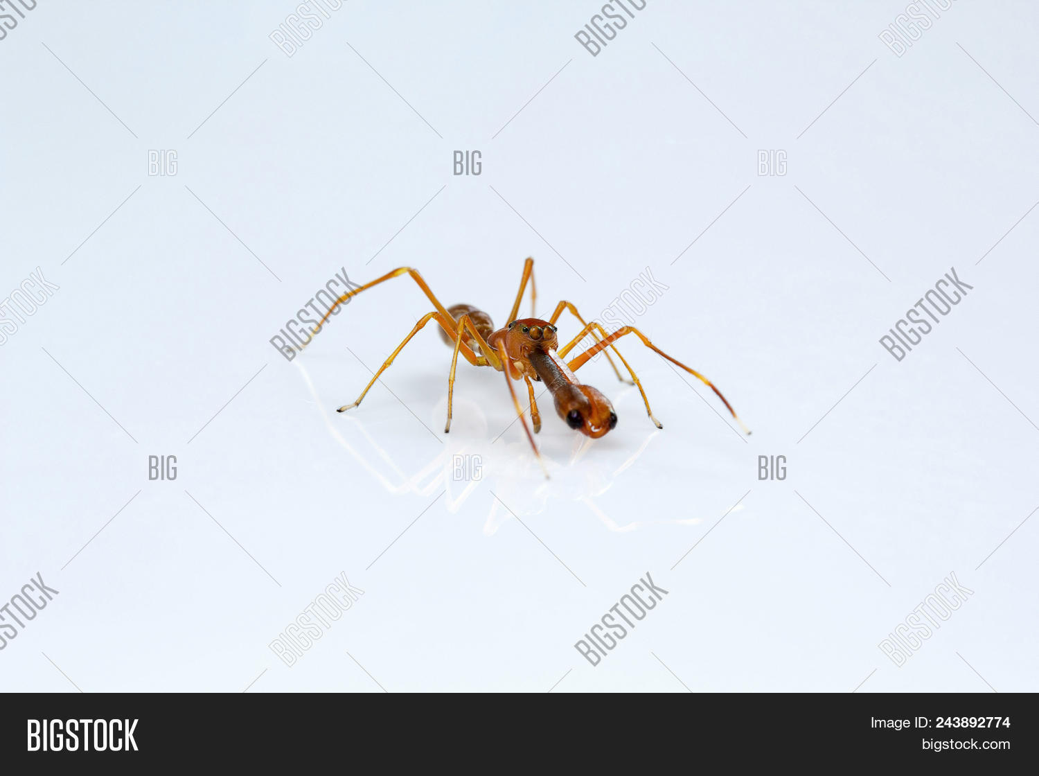 Ant Mimicking Spider, Image & Photo (Free Trial) | Bigstock