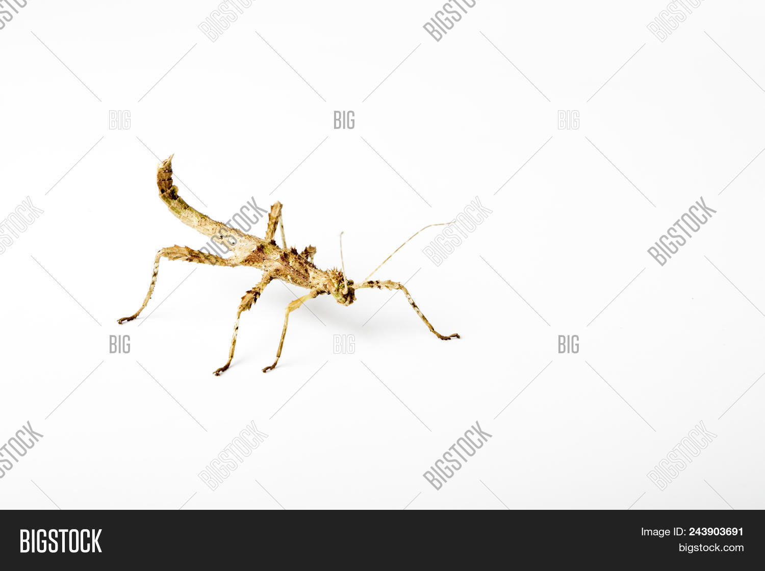 Sunny Stick Insect On Image & Photo (Free Trial) | Bigstock