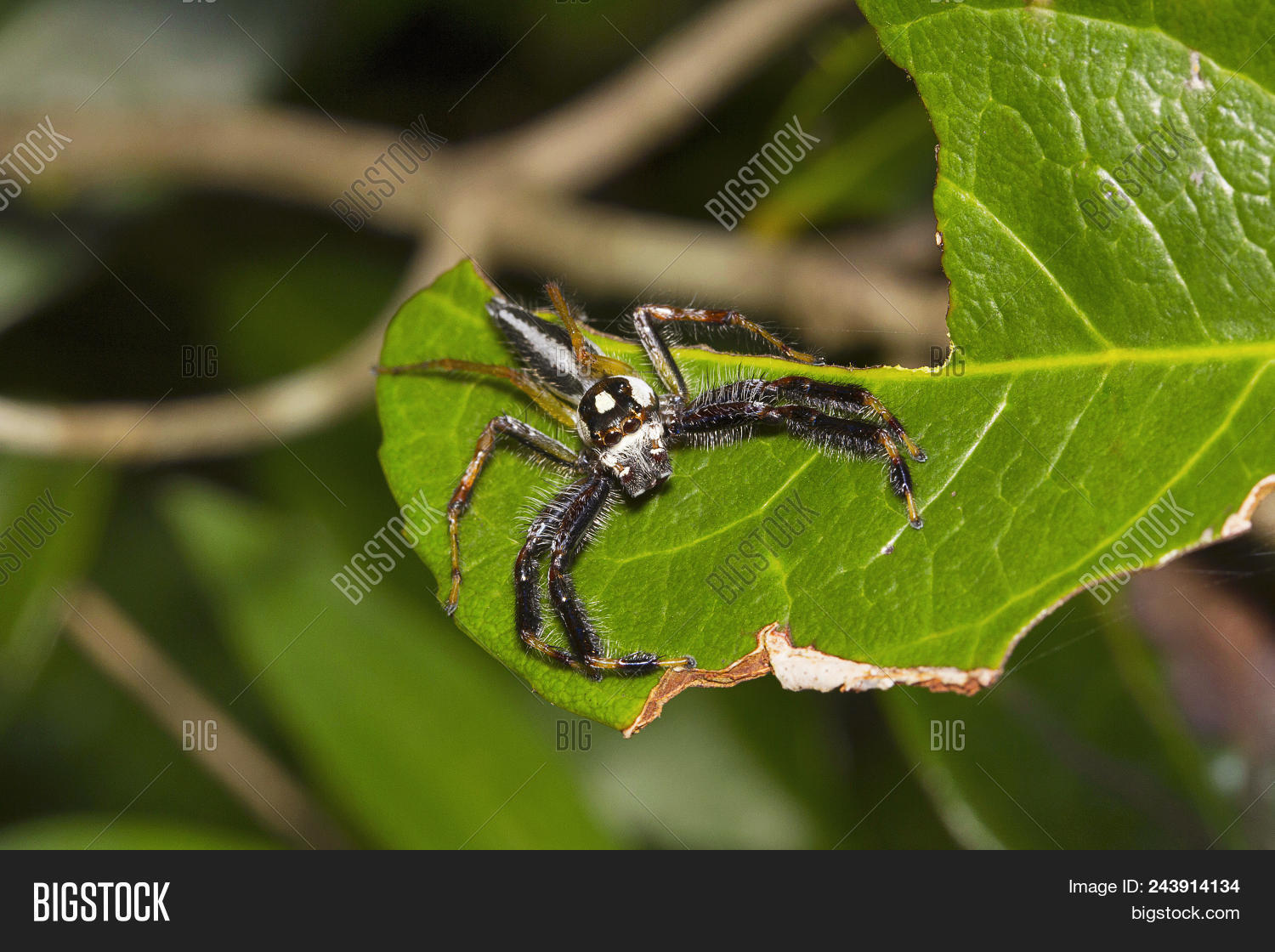 Jumping Spider, Image & Photo (Free Trial) | Bigstock