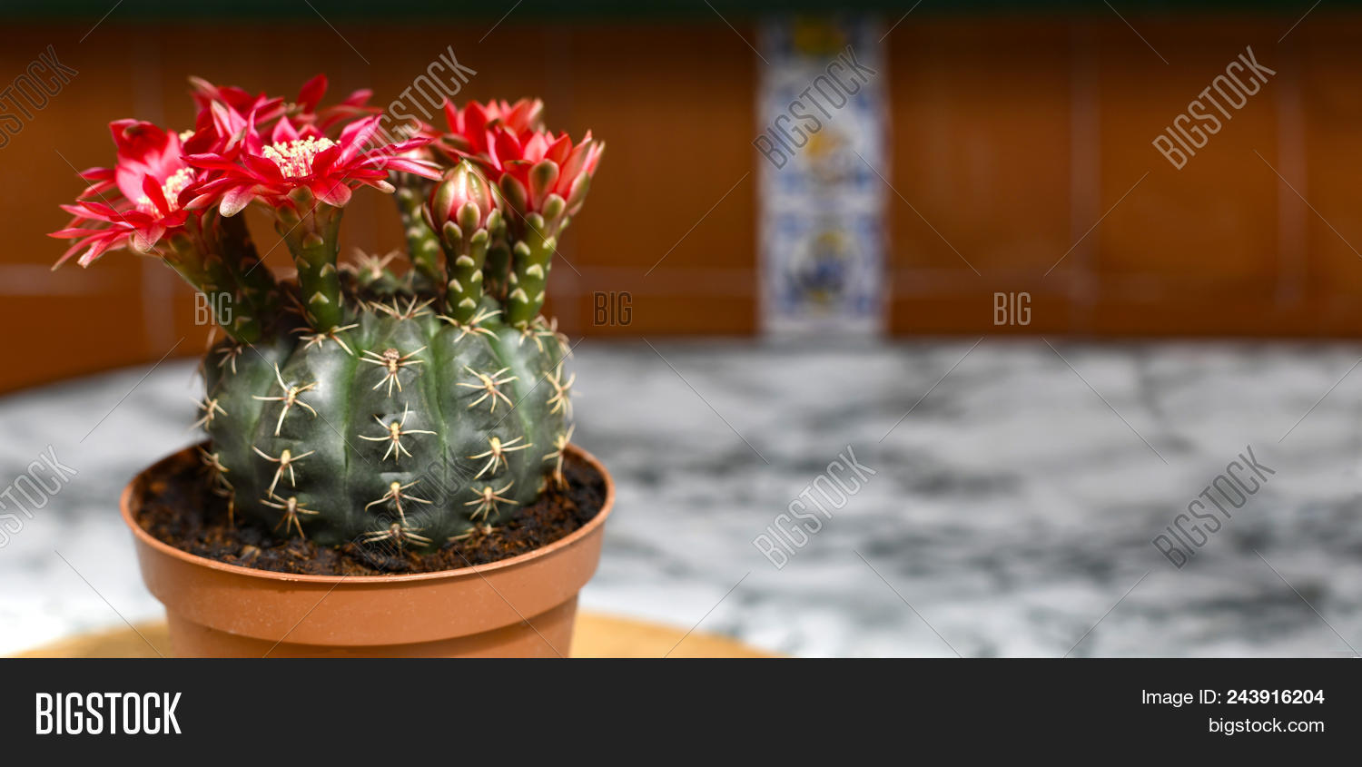 Coryphantha Beautiful Image & Photo (Free Trial) | Bigstock
