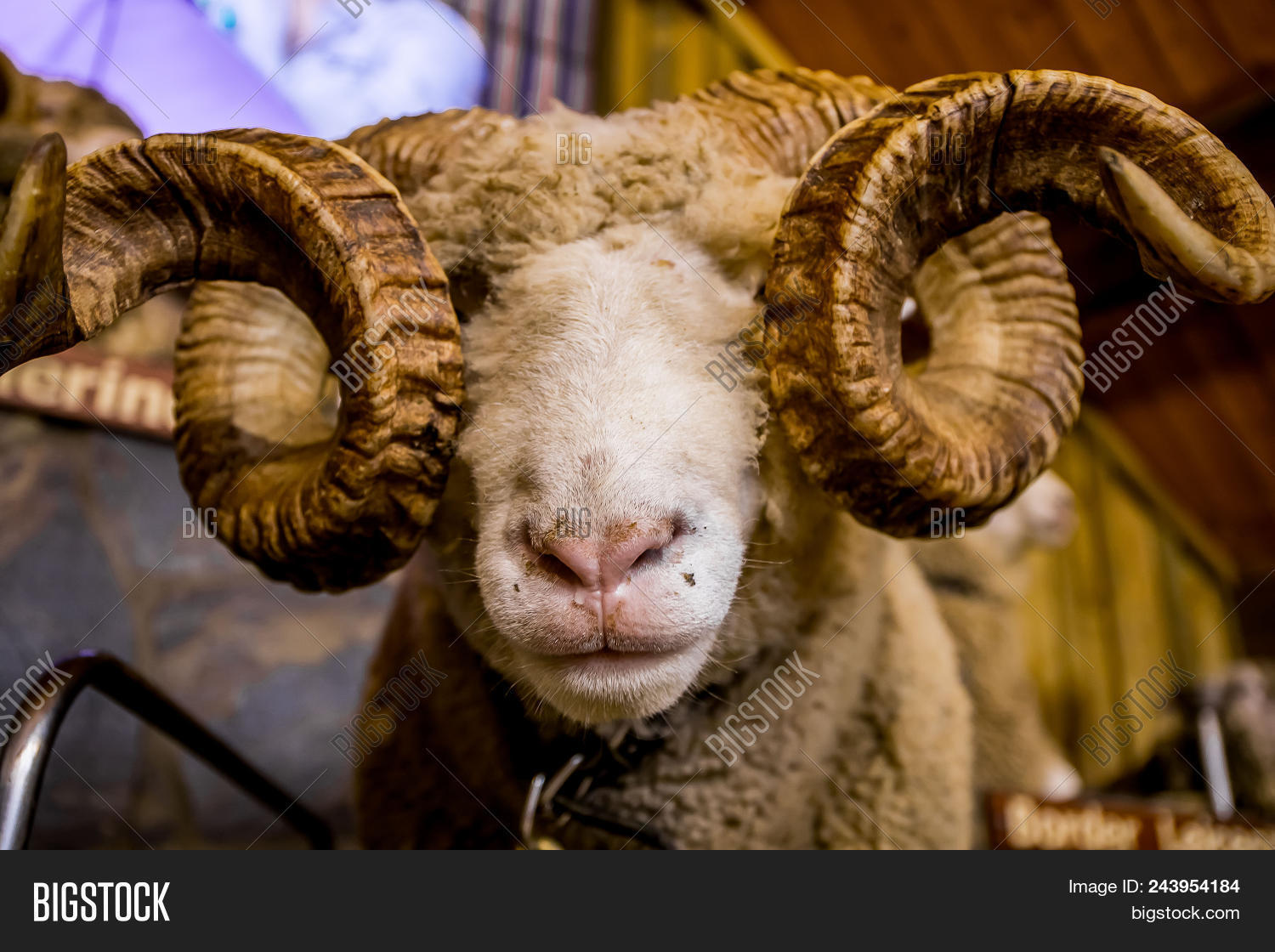Sheep Exhibition Sheep Image & Photo (Free Trial) | Bigstock