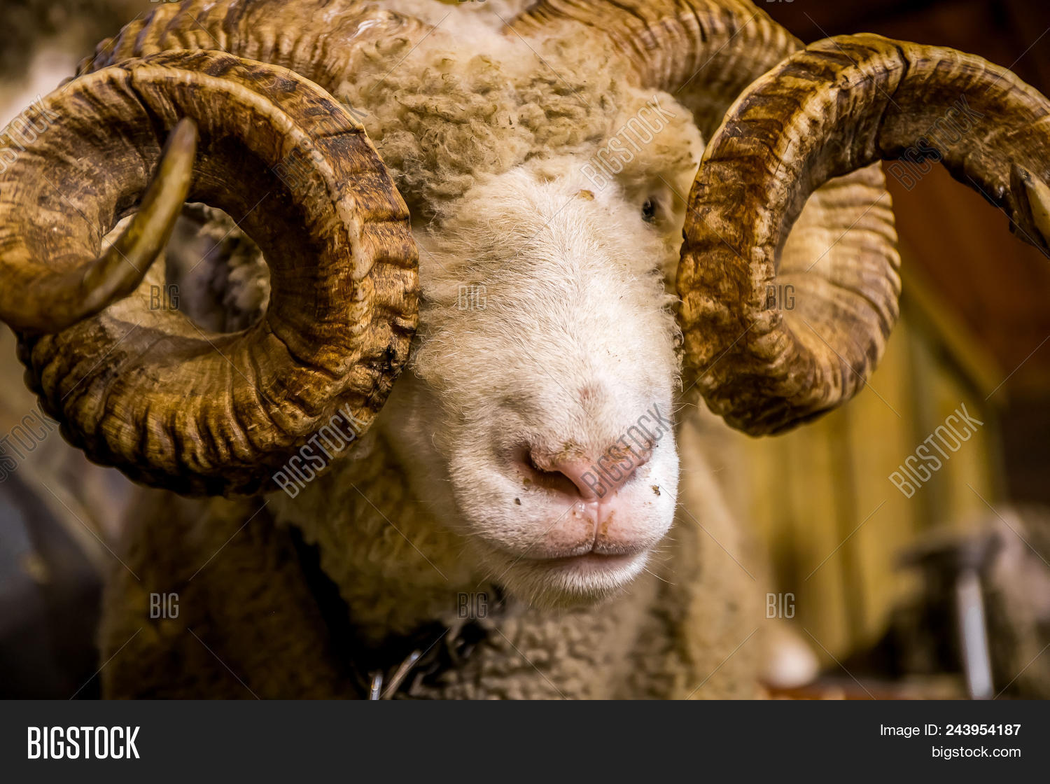 Sheep Exhibition Sheep Image & Photo (Free Trial) | Bigstock