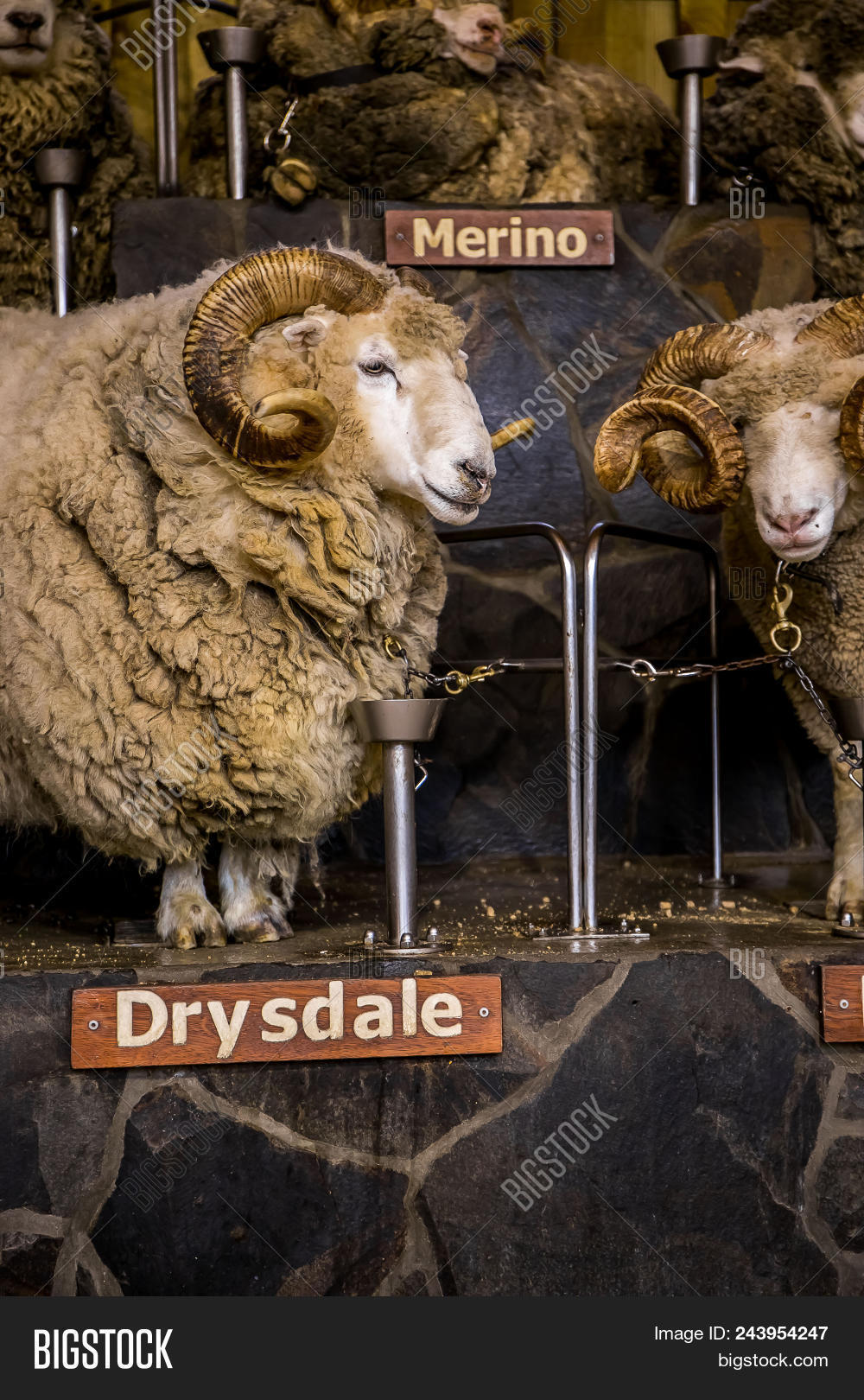 Sheep Exhibition Sheep Image & Photo (Free Trial) | Bigstock