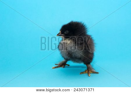 Newly Born Chicken Image & Photo (Free Trial) | Bigstock
