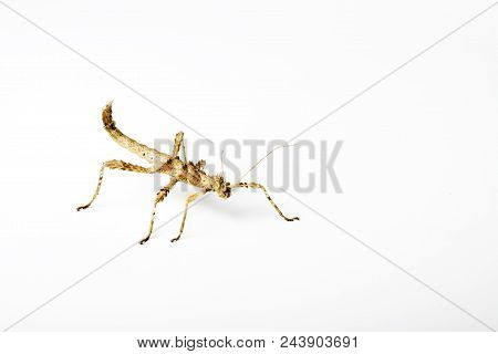Sunny Stick Insect On Image & Photo (Free Trial) | Bigstock