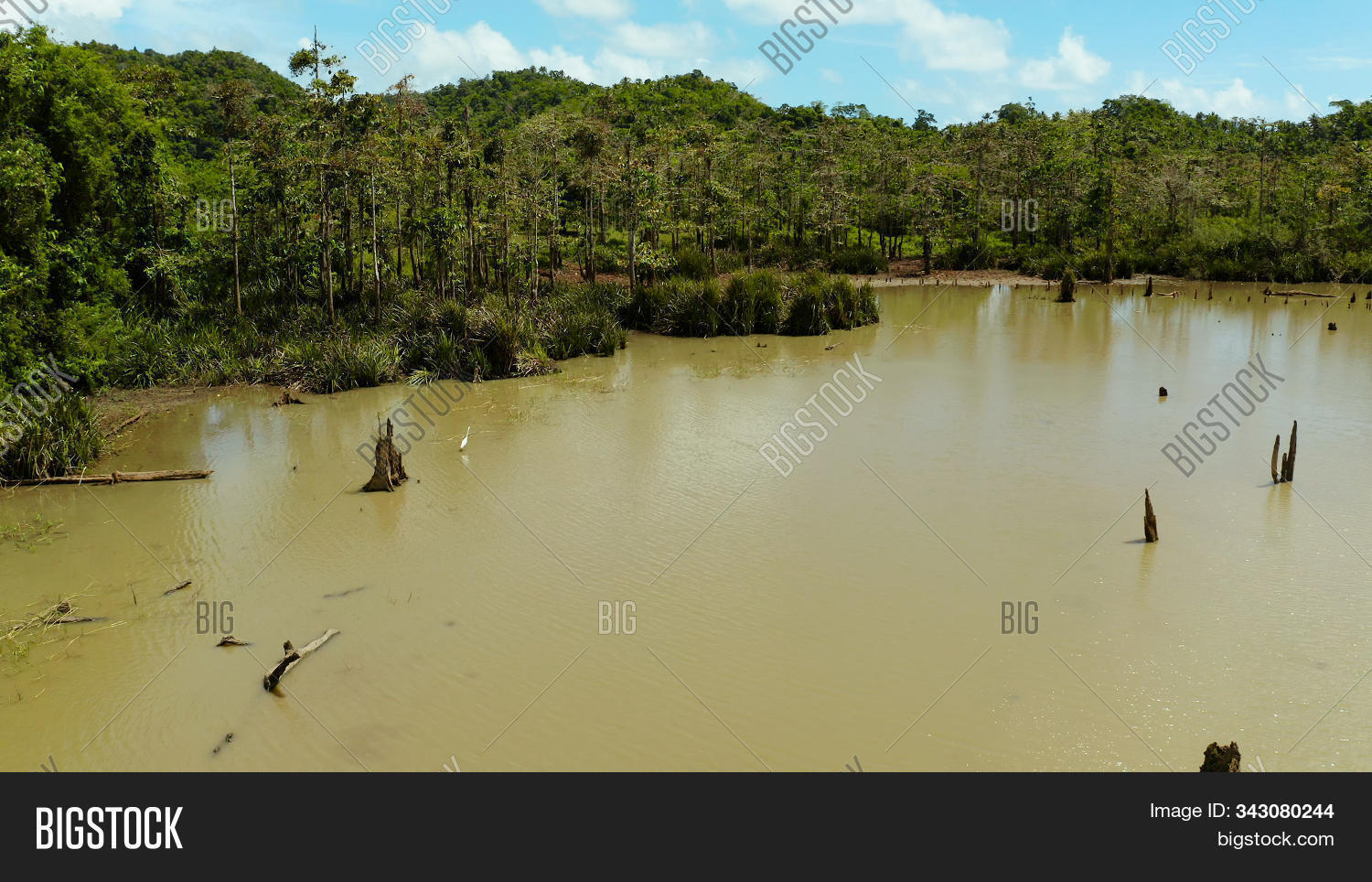 Pond Swamp Jungles Image & Photo (Free Trial) | Bigstock