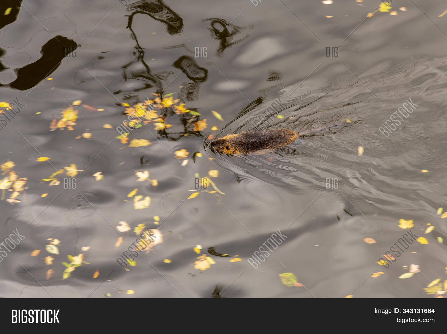 Adult Beaver Eating Image & Photo (Free Trial) | Bigstock
