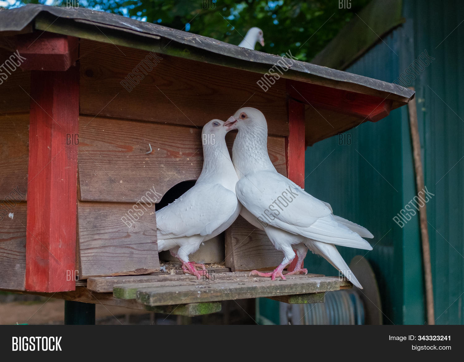 Two White Pigeons Love