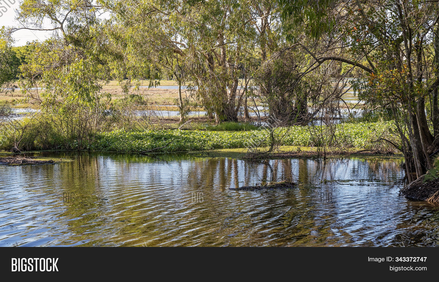 Wetland Ecosystem Image & Photo (Free Trial) | Bigstock