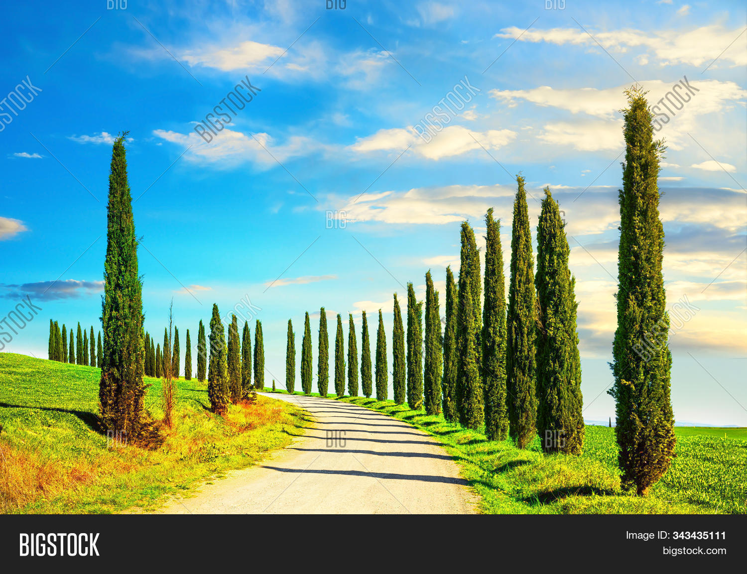 Italian Cypress Trees Image & Photo (Free Trial) | Bigstock
