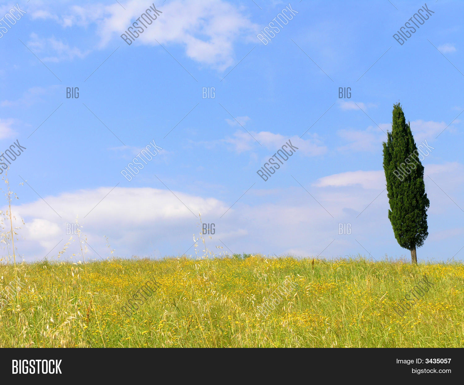 Italian Trees 1 Image & Photo (Free Trial) | Bigstock