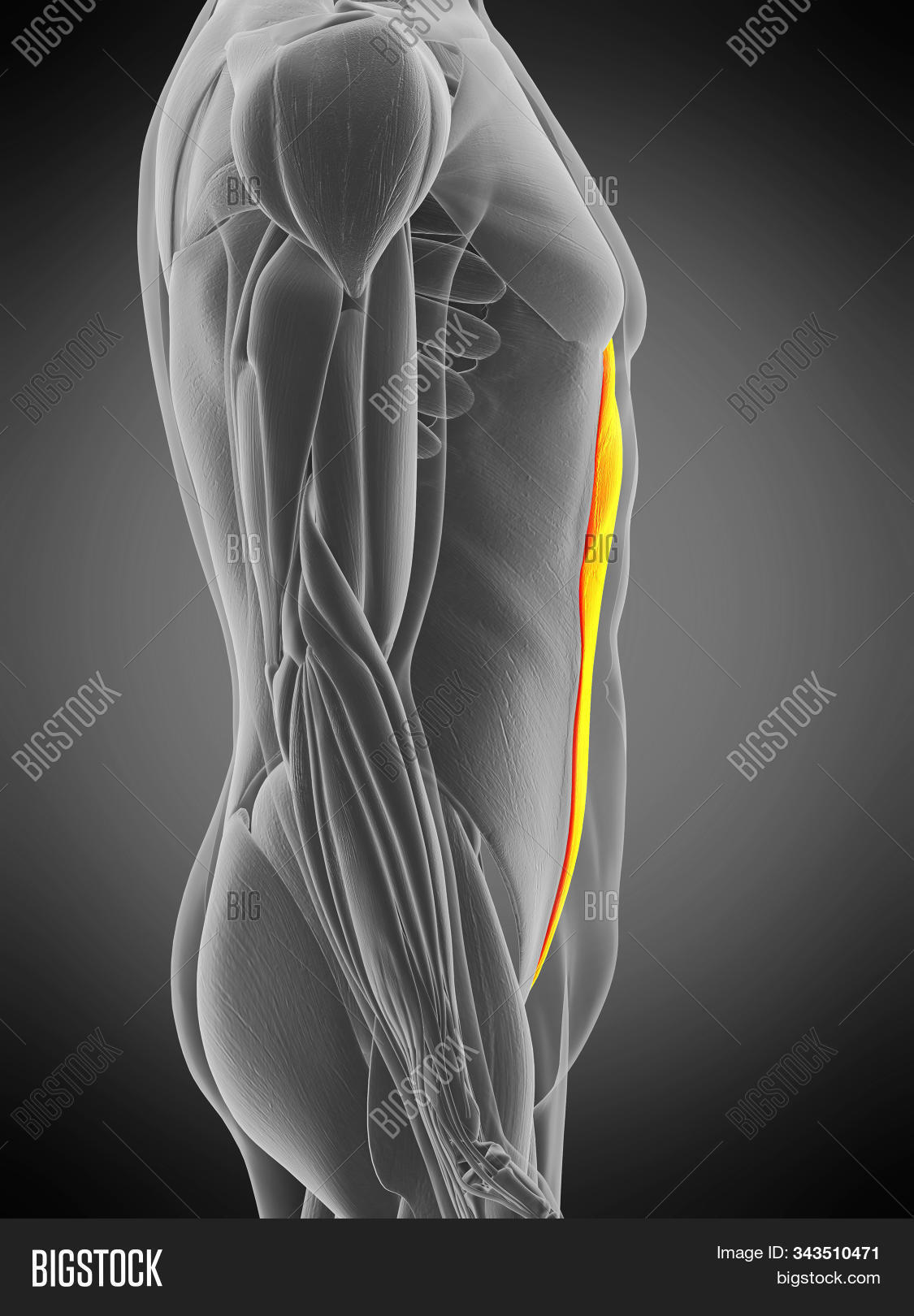 3d Rendered Medically Image & Photo (Free Trial) | Bigstock