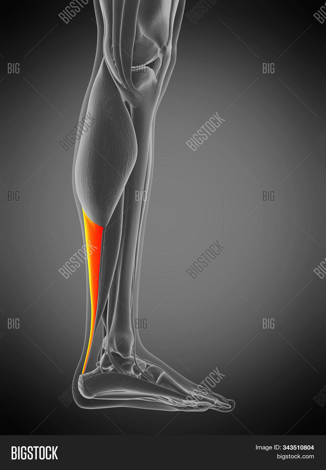 3d Rendered Medically Image & Photo (Free Trial) | Bigstock