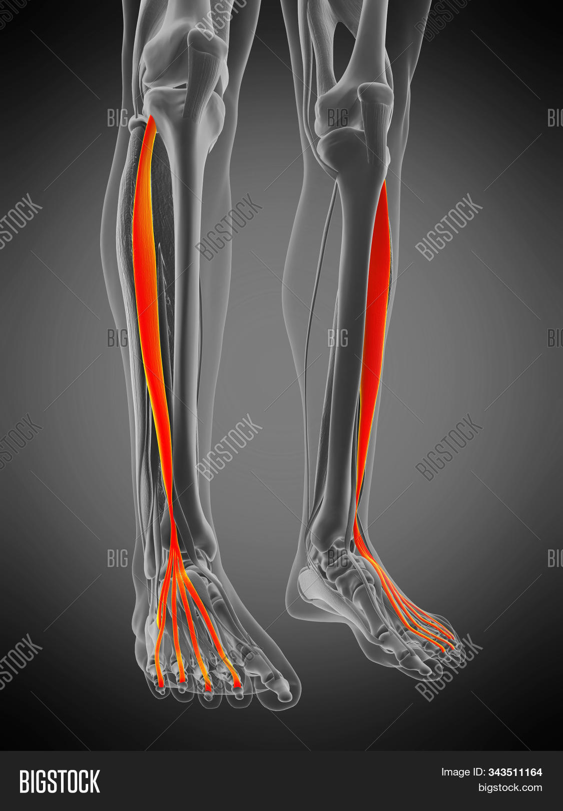 3d Rendered Medically Image & Photo (Free Trial) | Bigstock