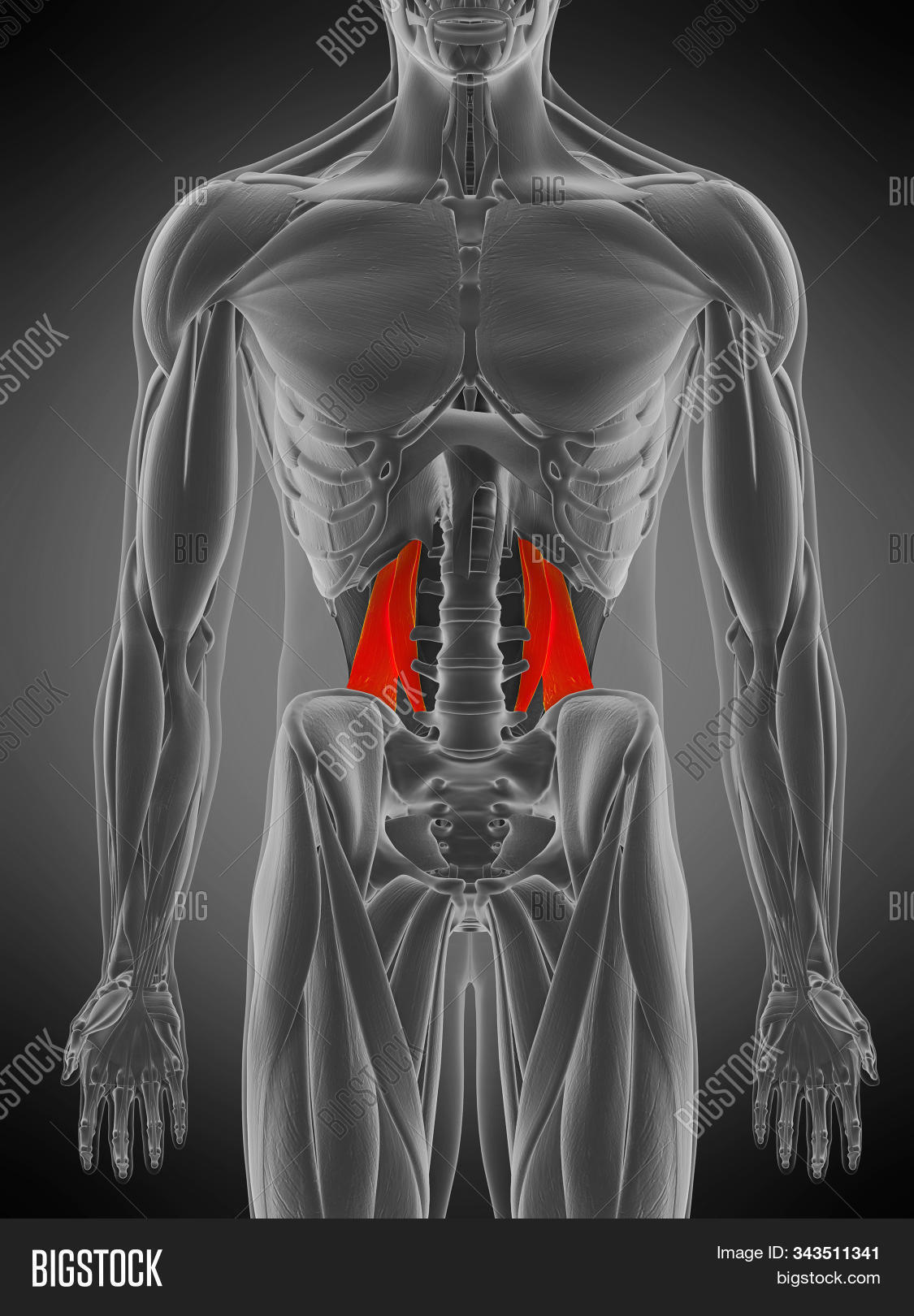 3d Rendered Medically Image & Photo (Free Trial) | Bigstock