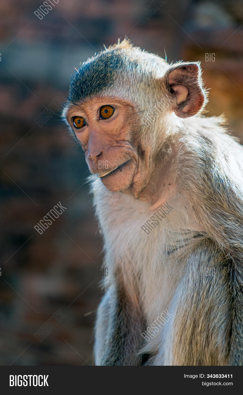 Monkey Sit Buddhist Image & Photo (Free Trial) | Bigstock