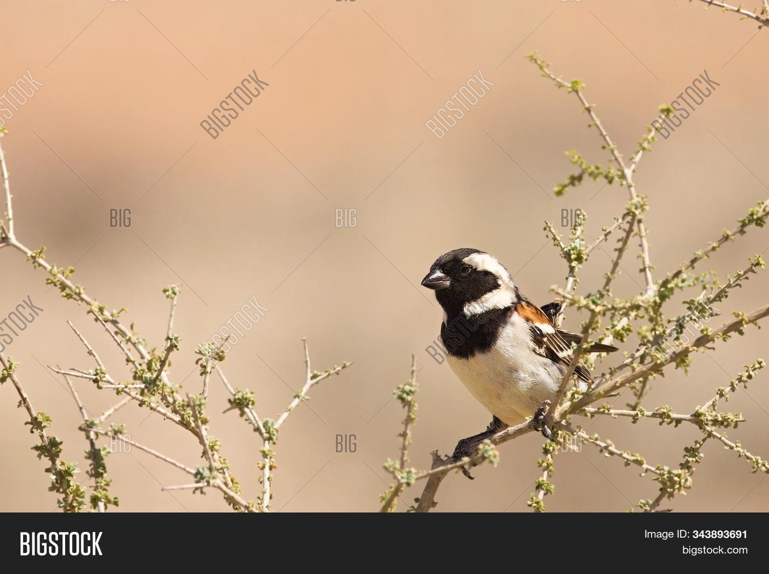 Cape Sparrow (passer Image & Photo (Free Trial) | Bigstock