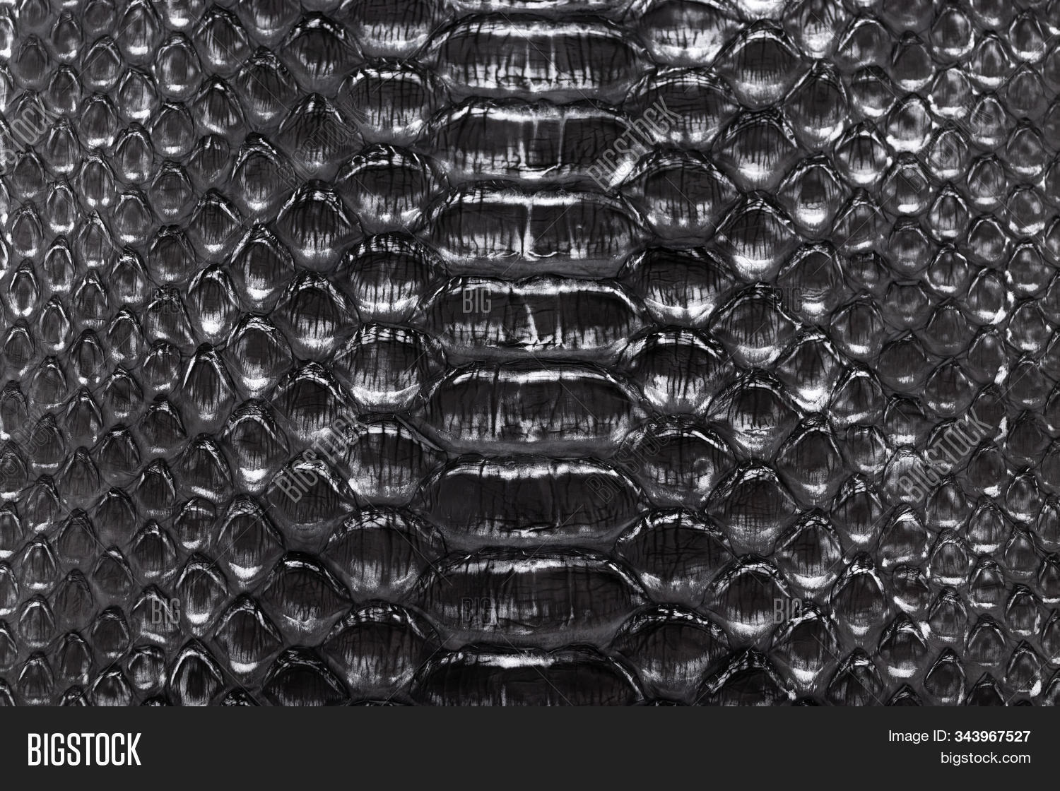 Black Snakeskin Image & Photo (Free Trial) | Bigstock