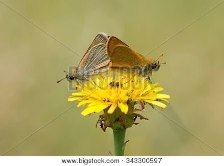 Little Brown Butterfly Image & Photo (Free Trial) | Bigstock