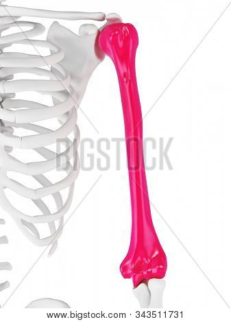 Humerus Images, Illustrations & Vectors (Free) - Bigstock