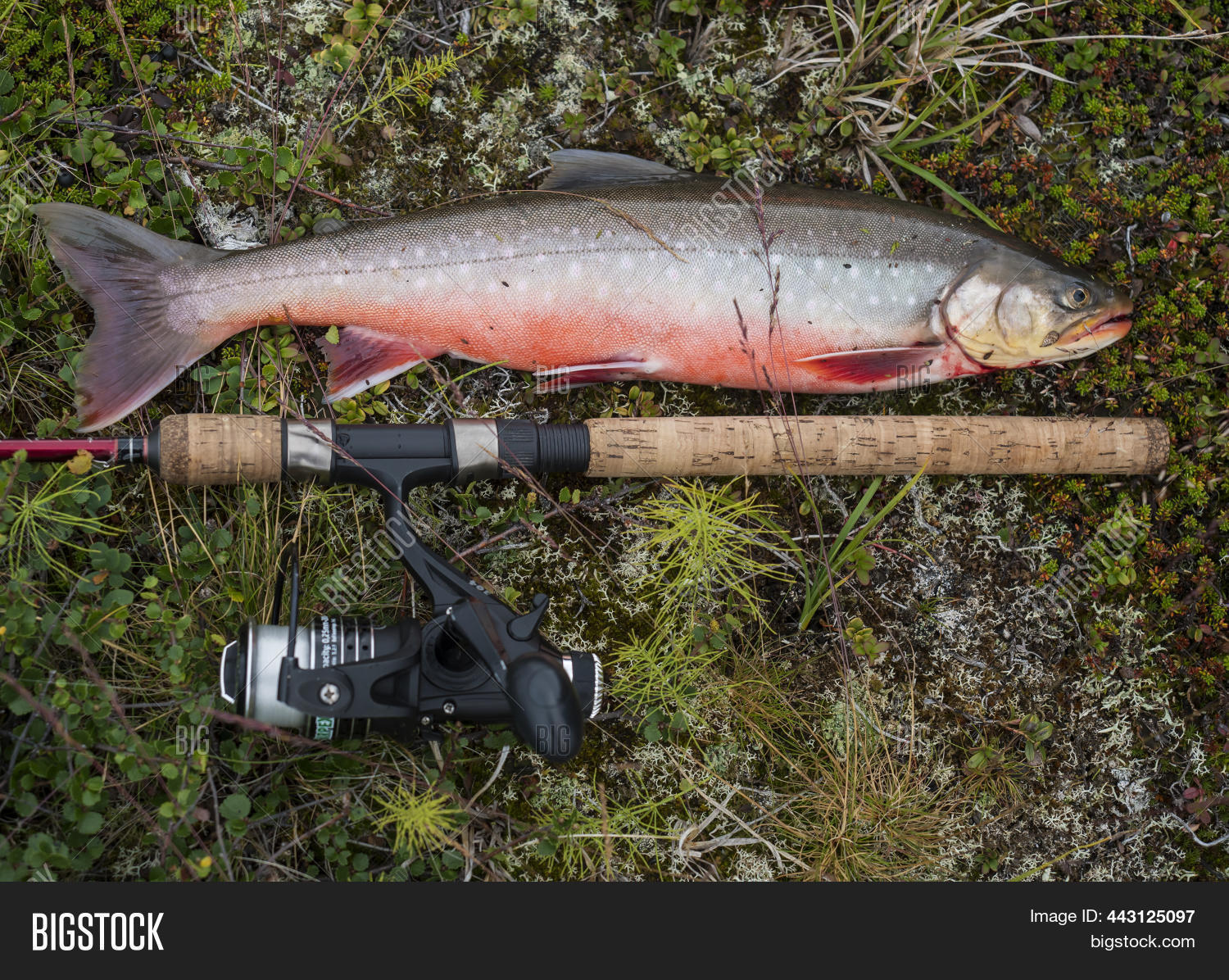 Big Fish Trophy Arctic Image & Photo (Free Trial) | Bigstock