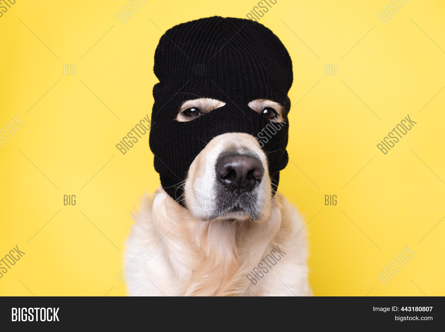 Dog Mask Robber Image & Photo (Free Trial) | Bigstock
