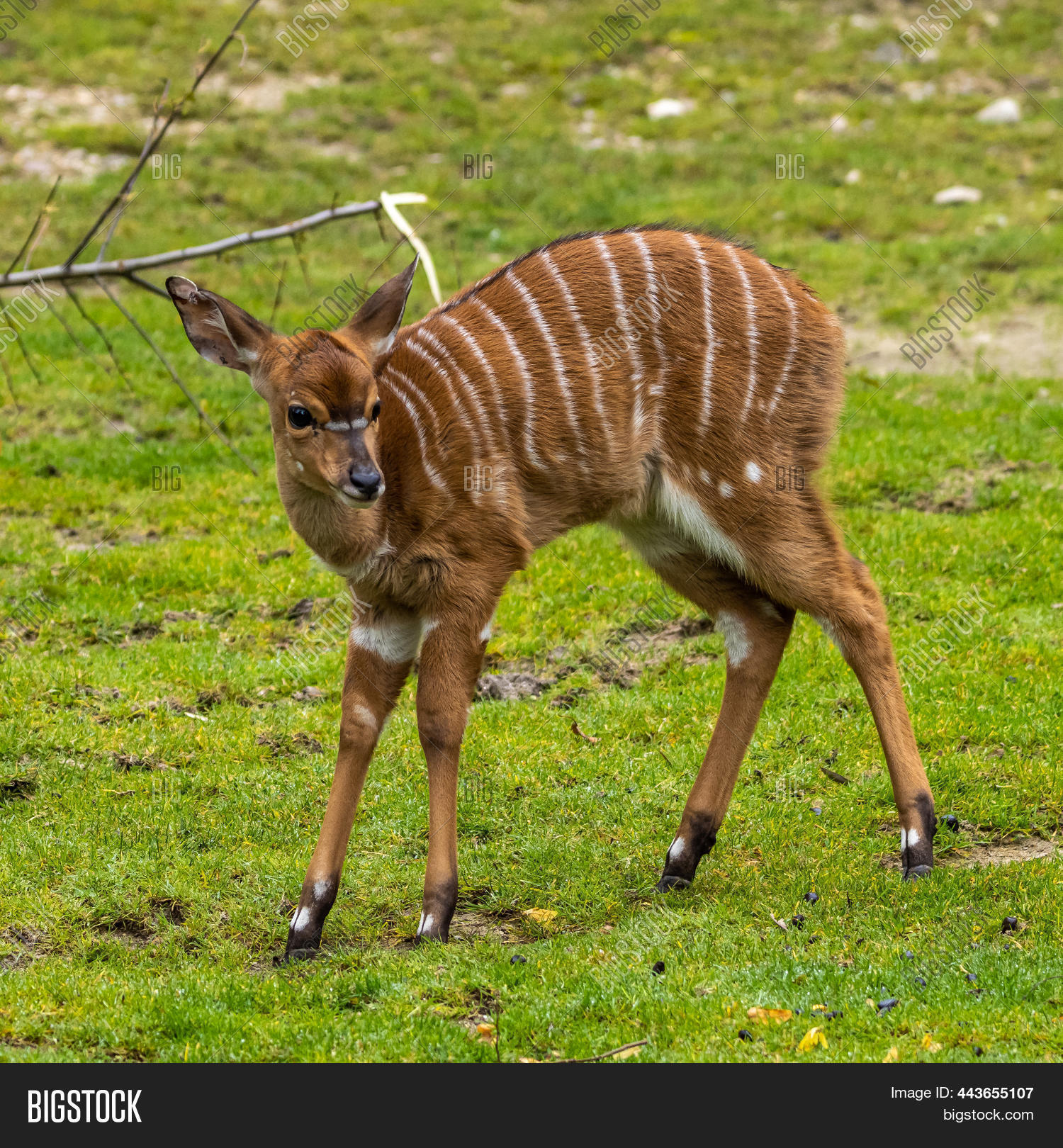 Young Baby Nyala. Image & Photo (Free Trial) | Bigstock