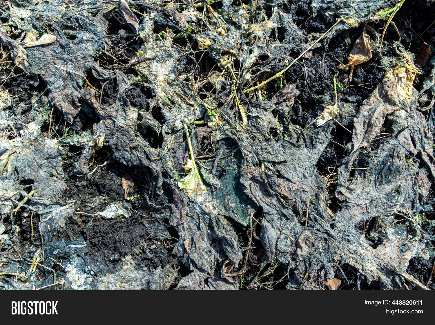 Green Mass Green Image & Photo (Free Trial) | Bigstock