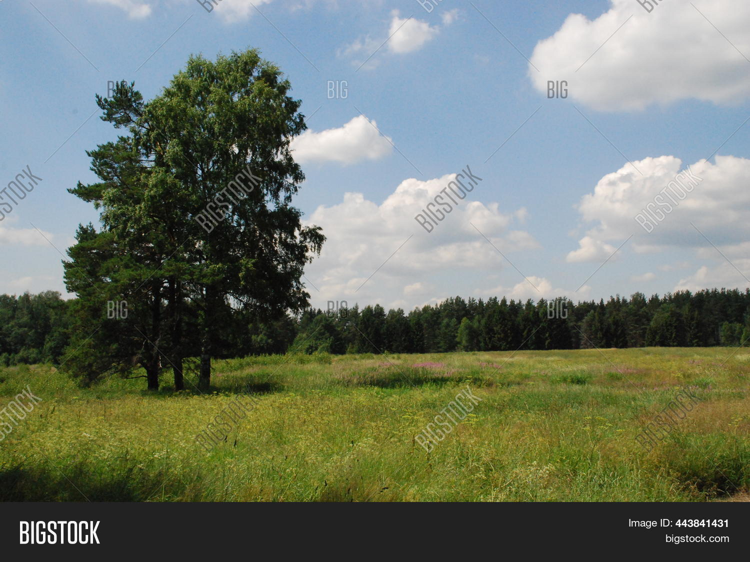 Three Trees Grow Side Image & Photo (Free Trial) | Bigstock