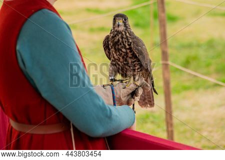 Trained Falcon Sitting Image & Photo (Free Trial) | Bigstock