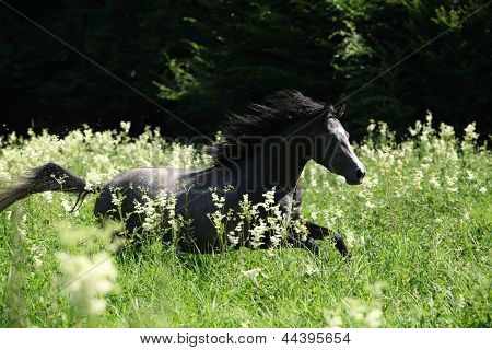 Mane Flying Images, Illustrations & Vectors (Free) - Bigstock