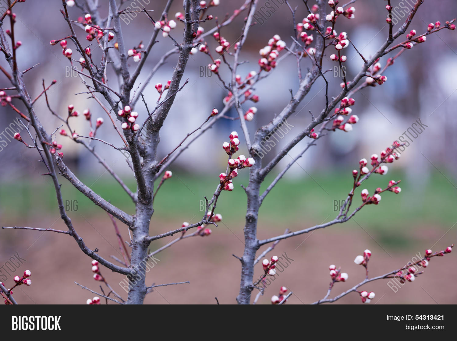 Spring Plum Buds Image & Photo (Free Trial) | Bigstock