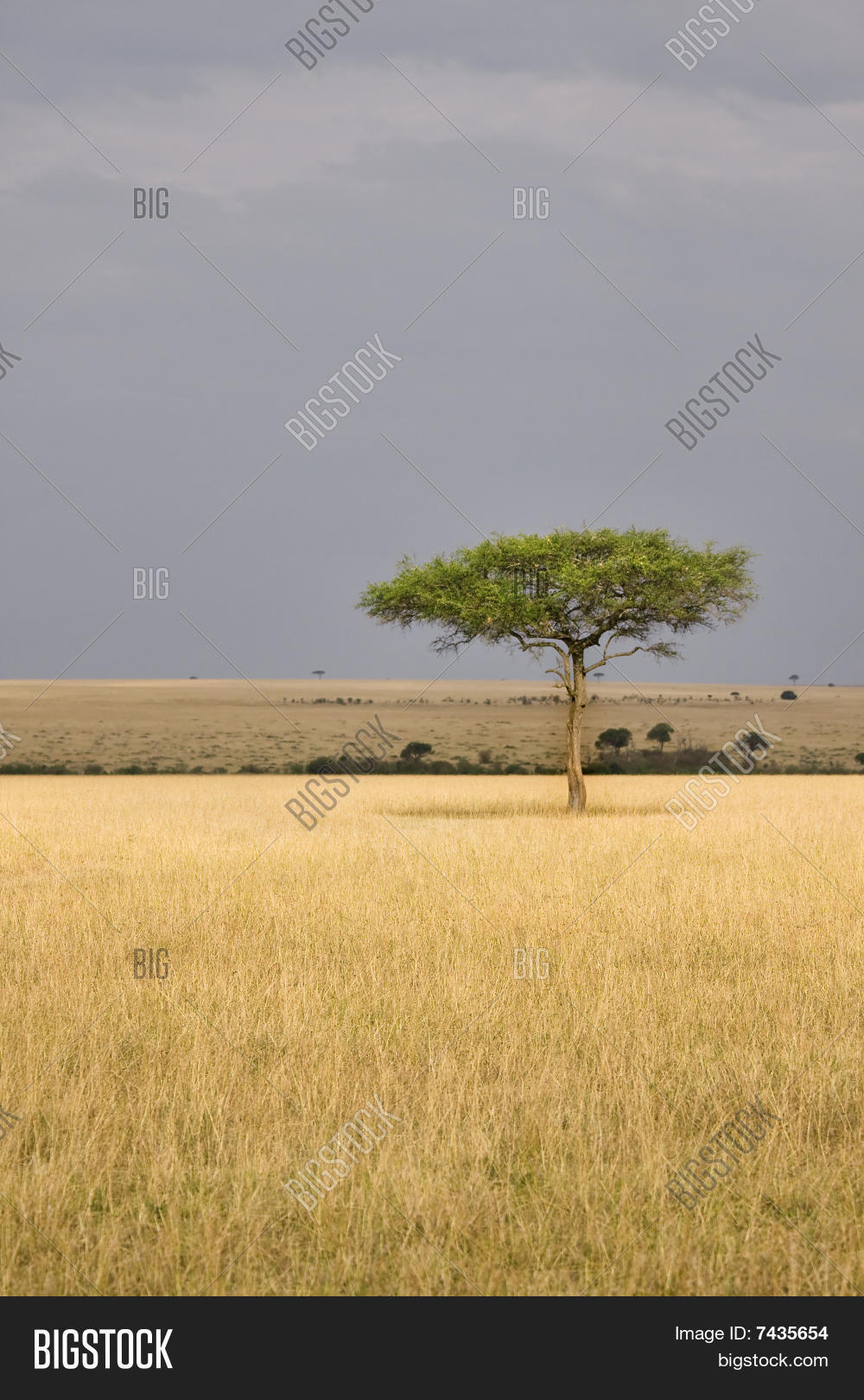 African Tree Image & Photo (Free Trial) | Bigstock