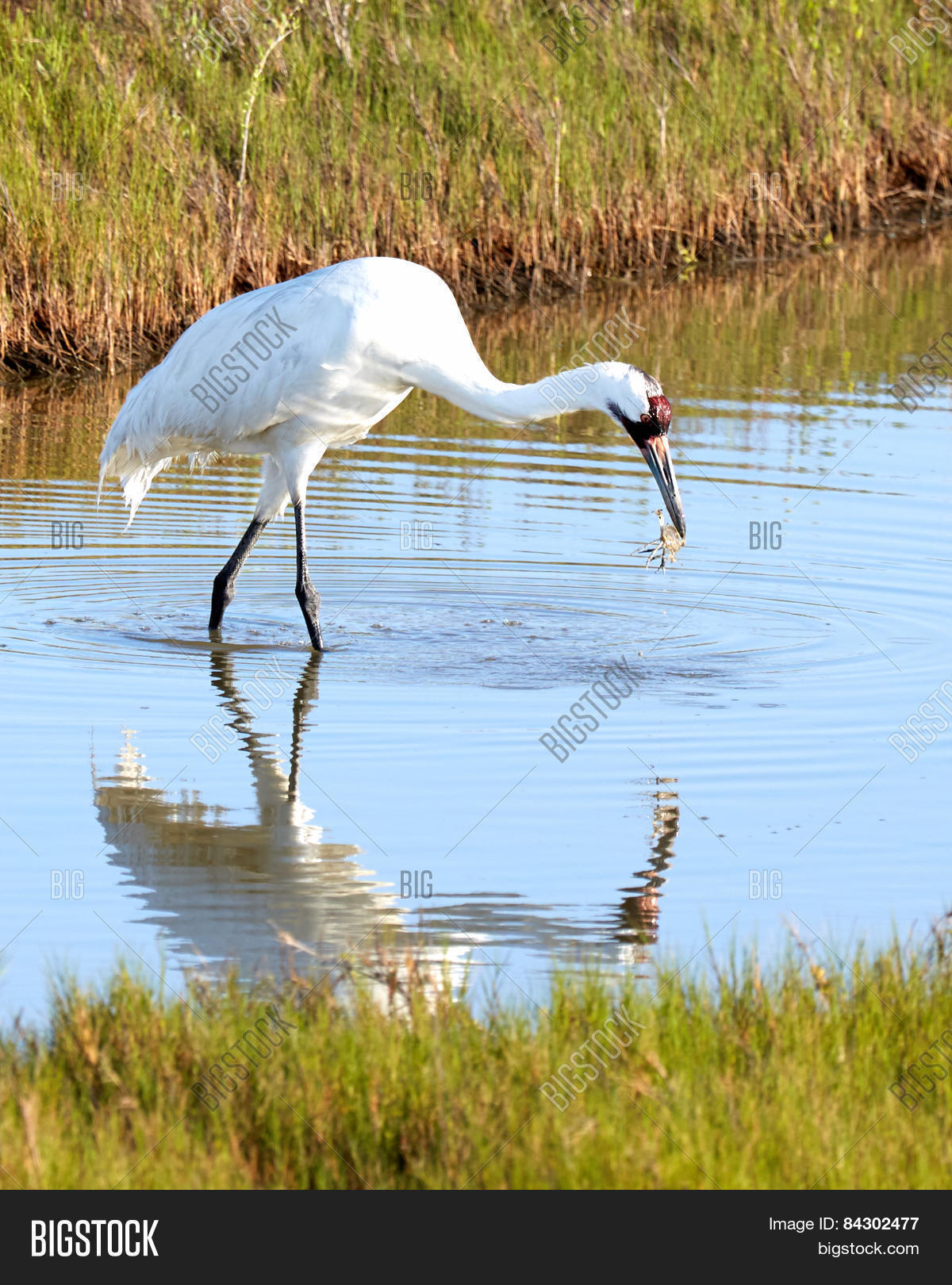 Whooping Crane Eating Image & Photo (Free Trial) | Bigstock