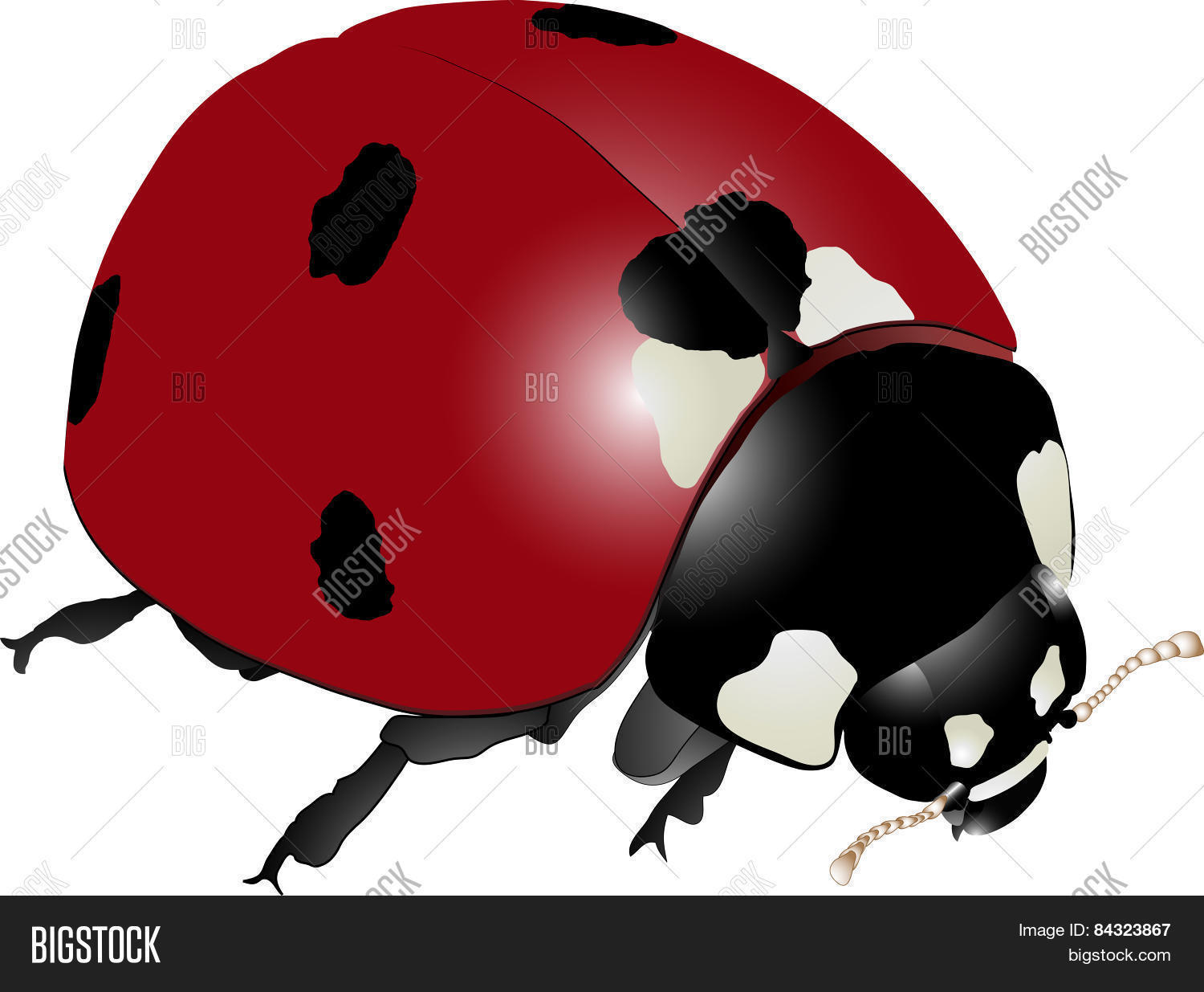 Realistic Ladybug Drawing Shop Discounted | www.pinnaxis.com