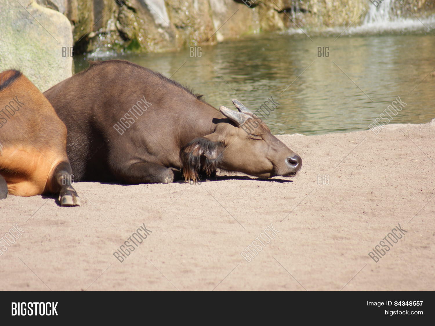 African Forest Buffalo Image & Photo (Free Trial) | Bigstock