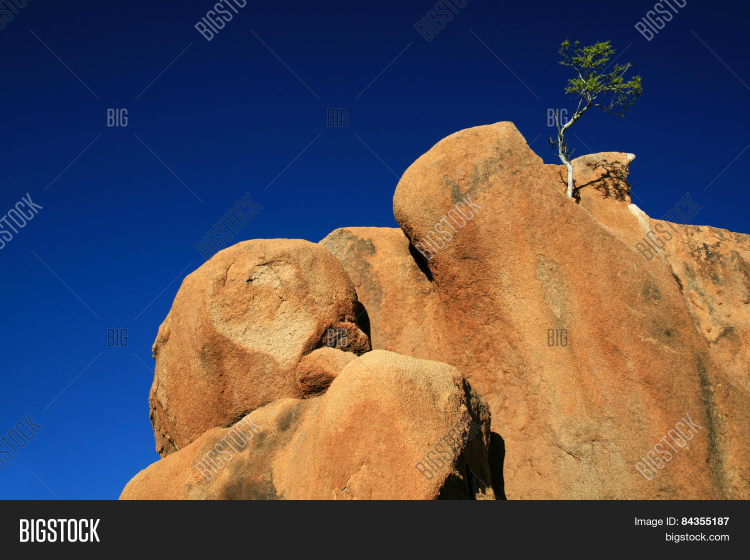 Tree Grows Impossible Image & Photo (Free Trial) | Bigstock