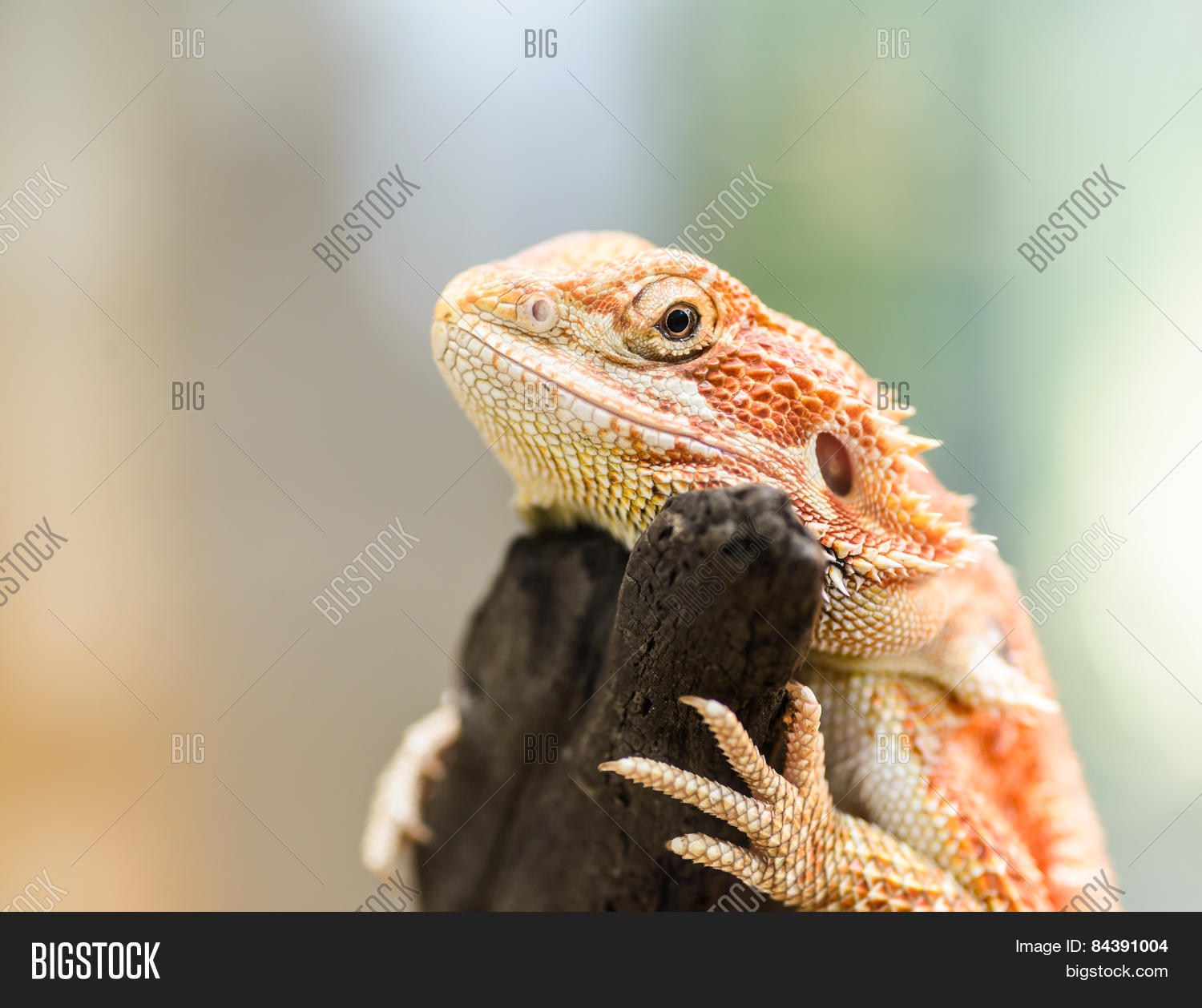 Bearded Dragon Pogona Image & Photo (Free Trial) | Bigstock