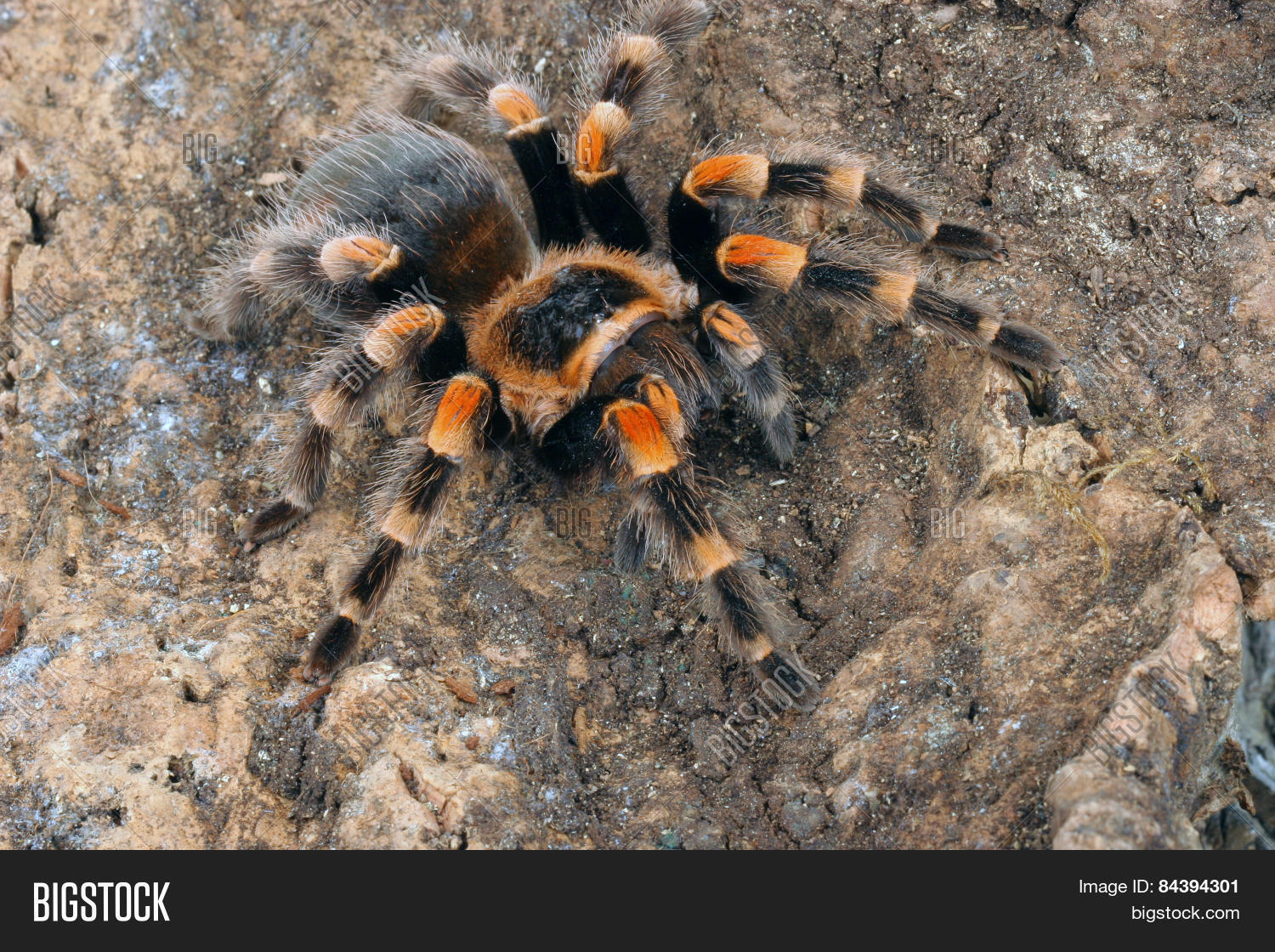 Mexican Redknee Image & Photo (Free Trial) | Bigstock