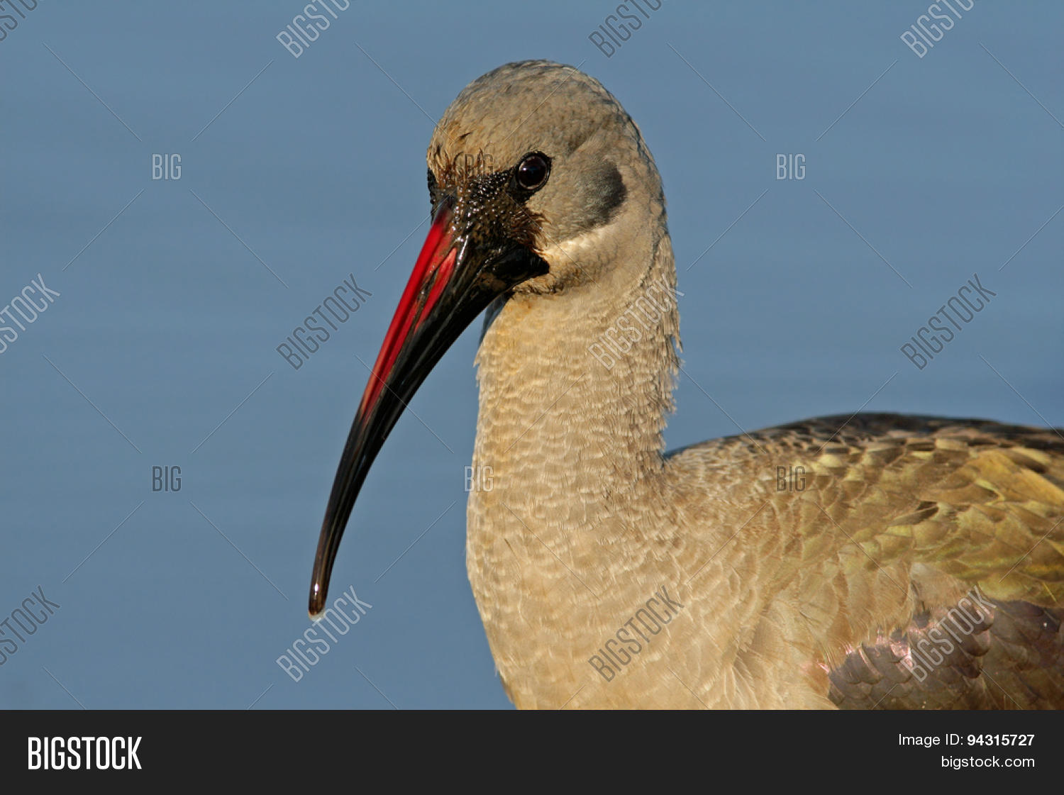Portrait Hadeda Ibis ( Image & Photo (Free Trial) | Bigstock