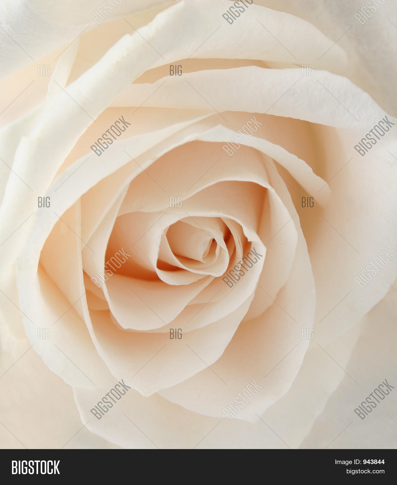 White Rose Closeup Image & Photo (Free Trial) | Bigstock