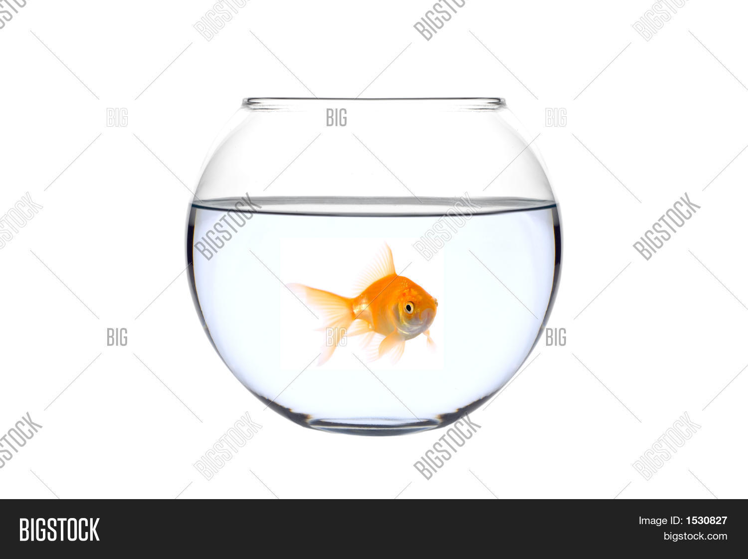 Golden Fish Bowl Image & Photo (Free Trial) | Bigstock
